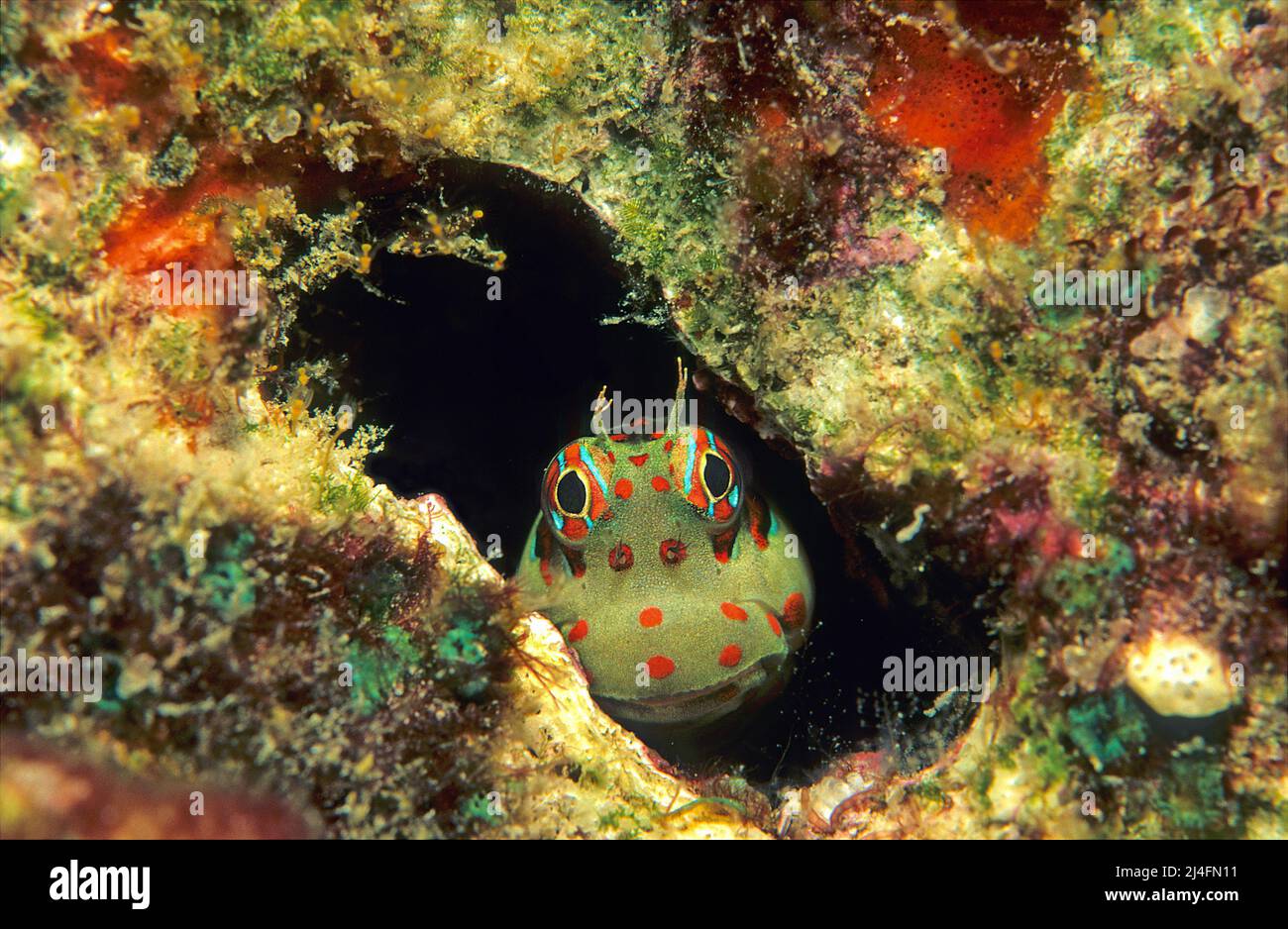 Red spotted Rockskipper or Red spotted Blenny (Istiblennius ...