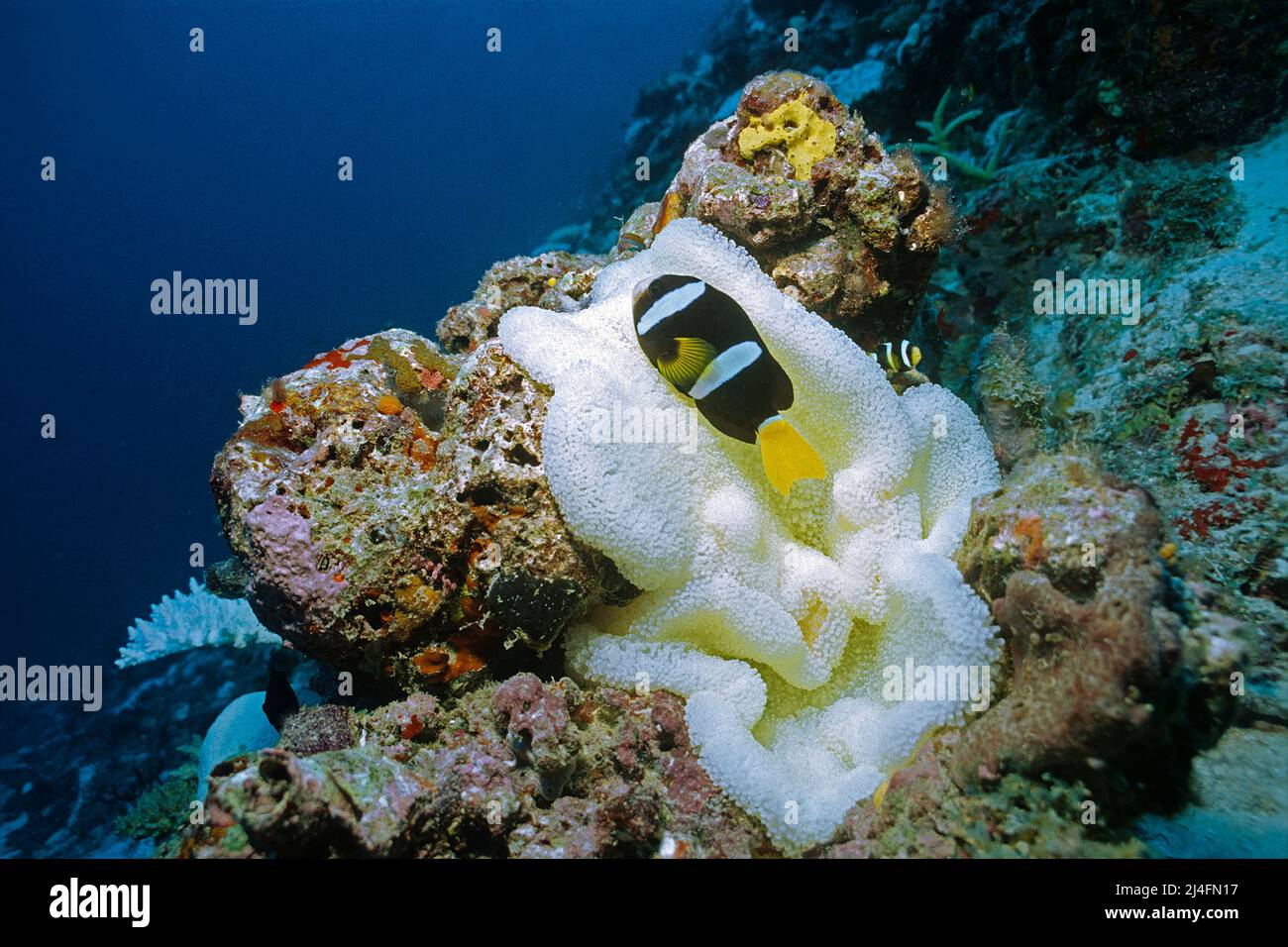 Indian ocean underwater clownfish hi-res stock photography and images ...