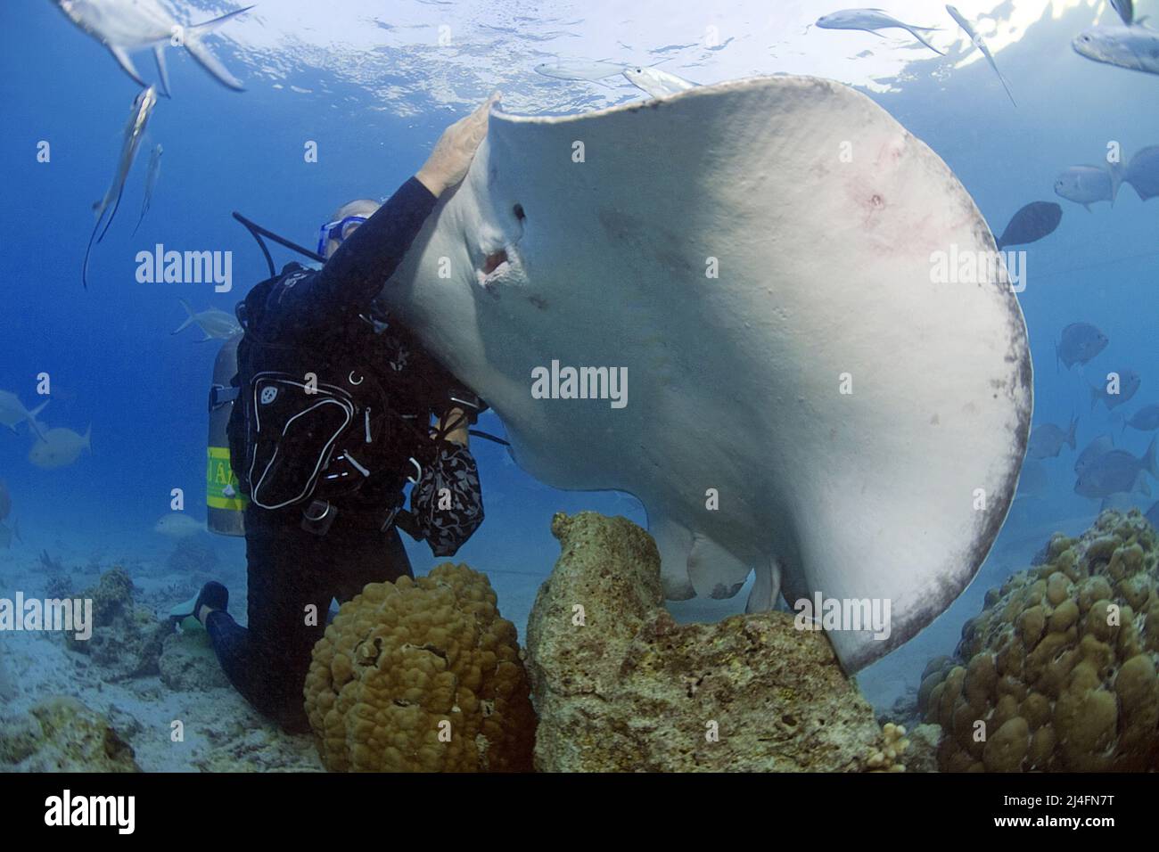 Stingray feeding, scuba diver feeds Whiptail stingray, Blotched ...