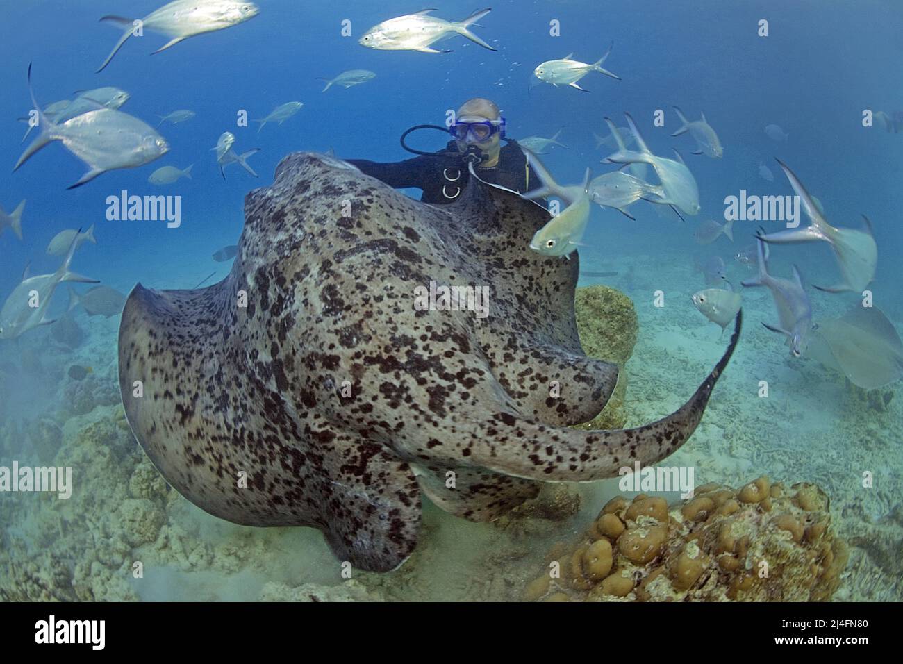 Stingray feeding, Whiptail stingray, Blotched Stingray or Common ...