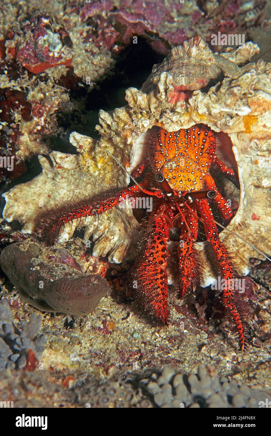 Left hand hermit crabs hi-res stock photography and images - Alamy