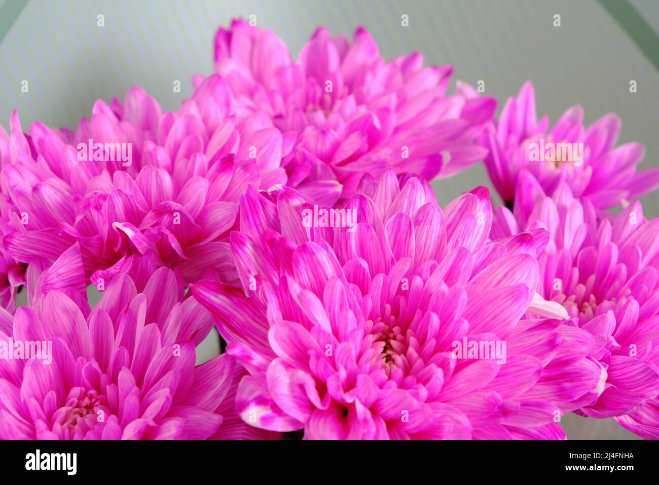 Abstract background bright pink flower petals close up Stock Photo - Alamy