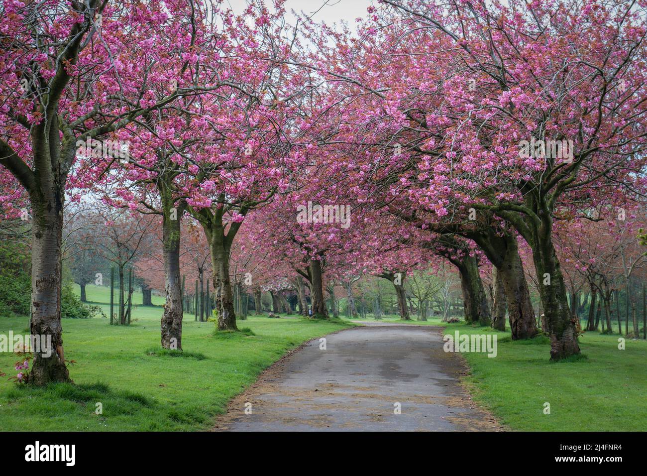 Blossom trees lining a path, Wavertree Botanic Gardens, Liverpool Stock ...