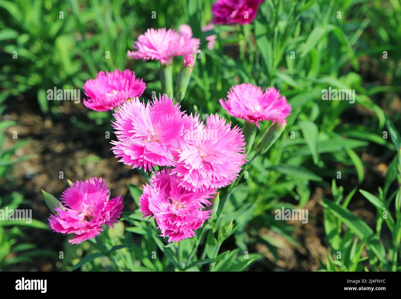 Bunch of Stunning Hot Pink Carnation Flowers in the Sunlight Stock ...
