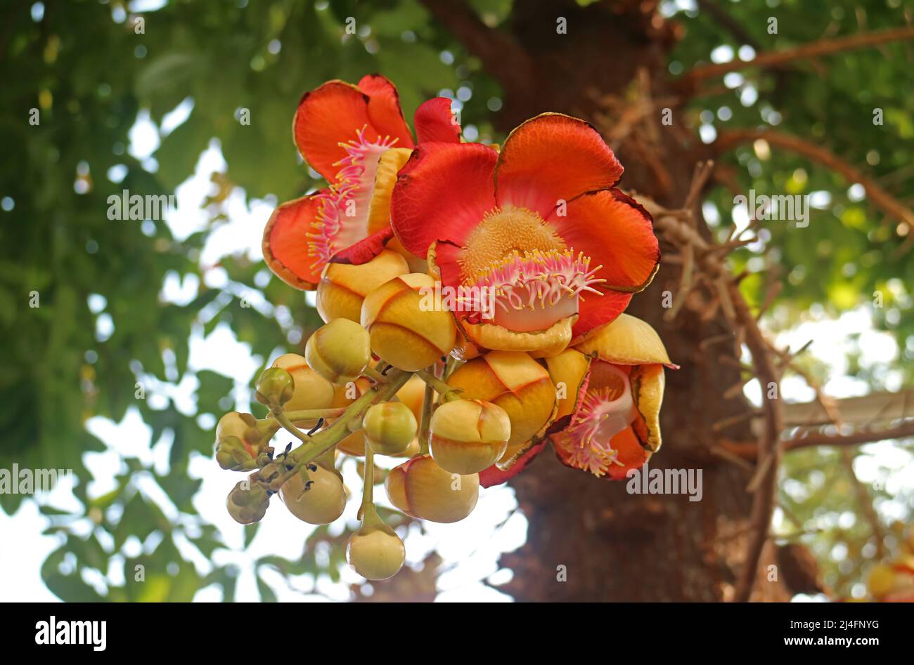 Sal tree forest hi-res stock photography and images - Alamy