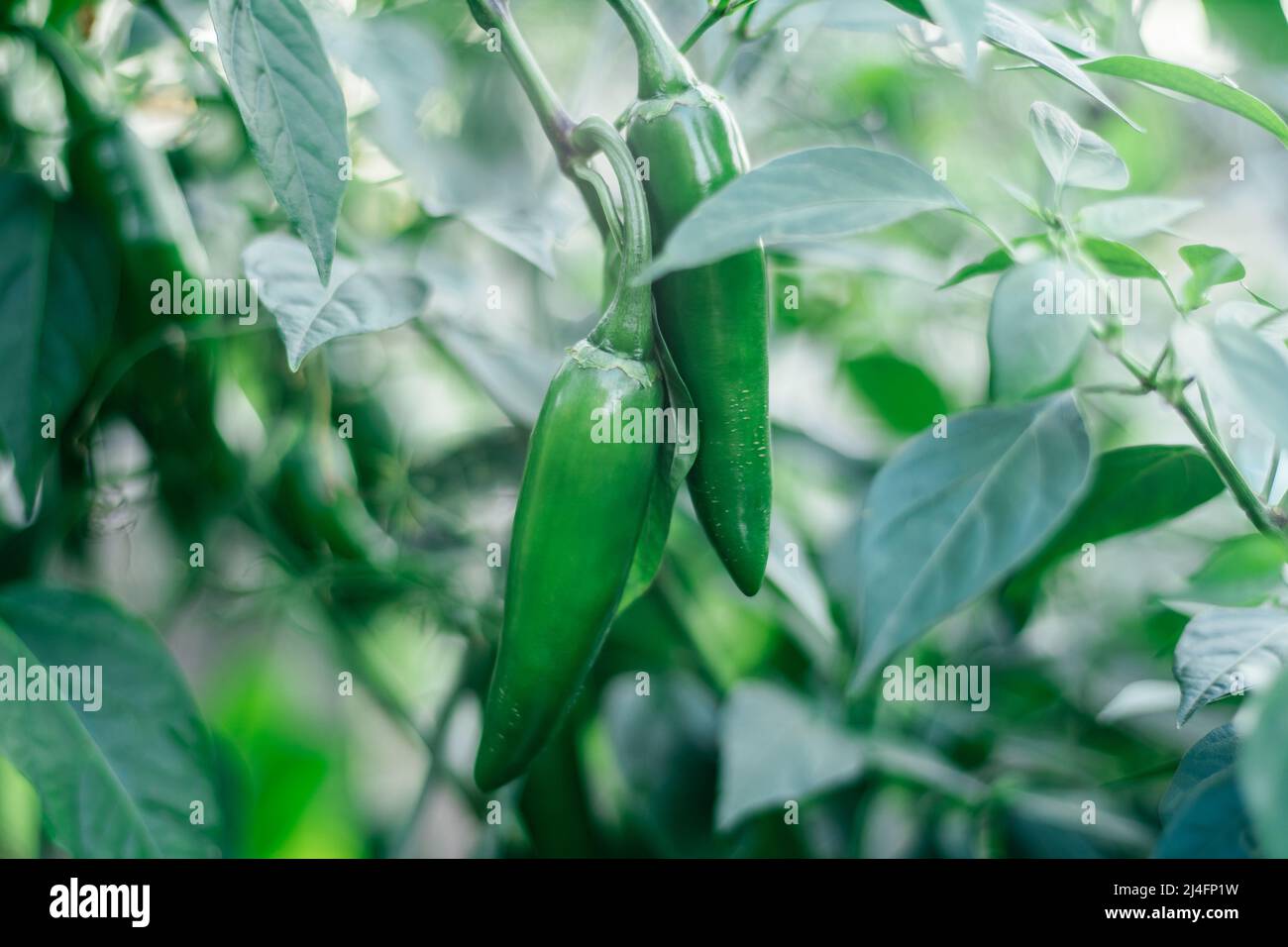 Close up of green unripe jalapeno pepper growing as field crop ...