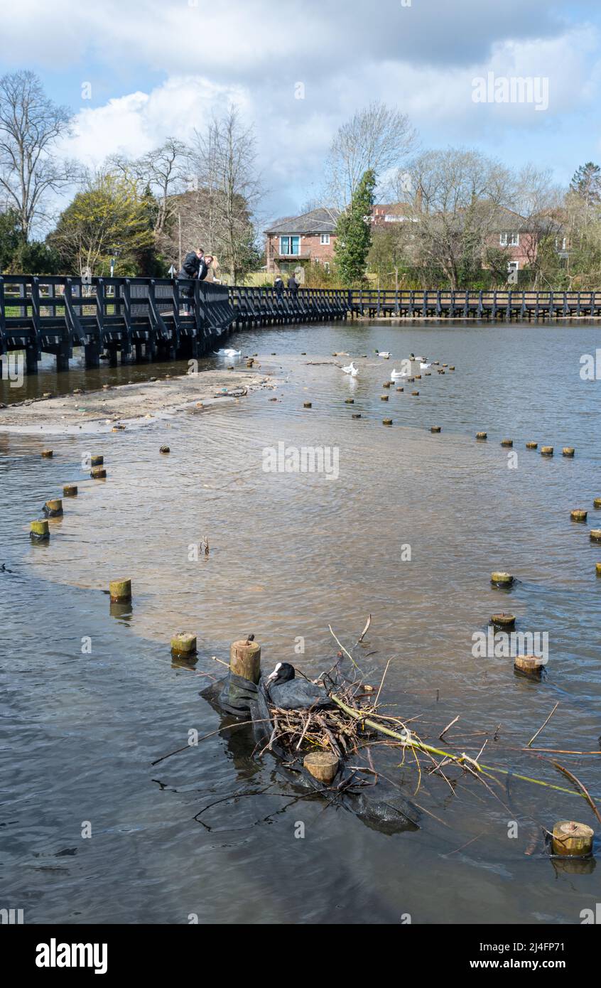 Petersfield Heath Pond in spring with a coot nest and walkway ...