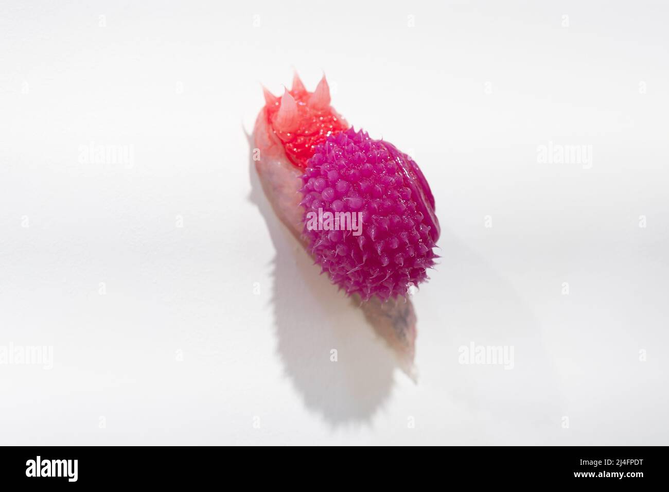 Plastic snail hi-res stock photography and images - Alamy