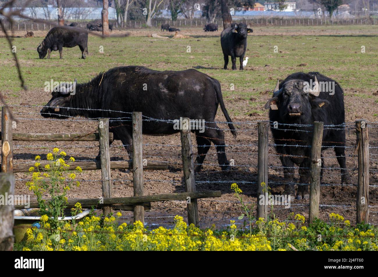 Lago di fogliano hi-res stock photography and images - Alamy