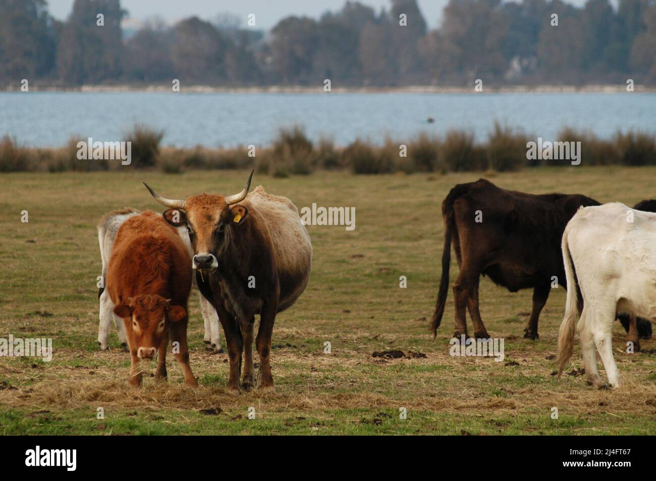 Latina, Italy 06/03/2004: mucche, lago di Fogliano. ©Andrea Sabbadini ...