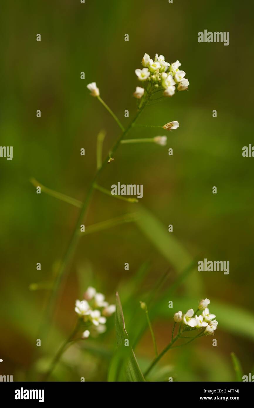 Wild white flowers grows among the spring green grass Stock Photo - Alamy