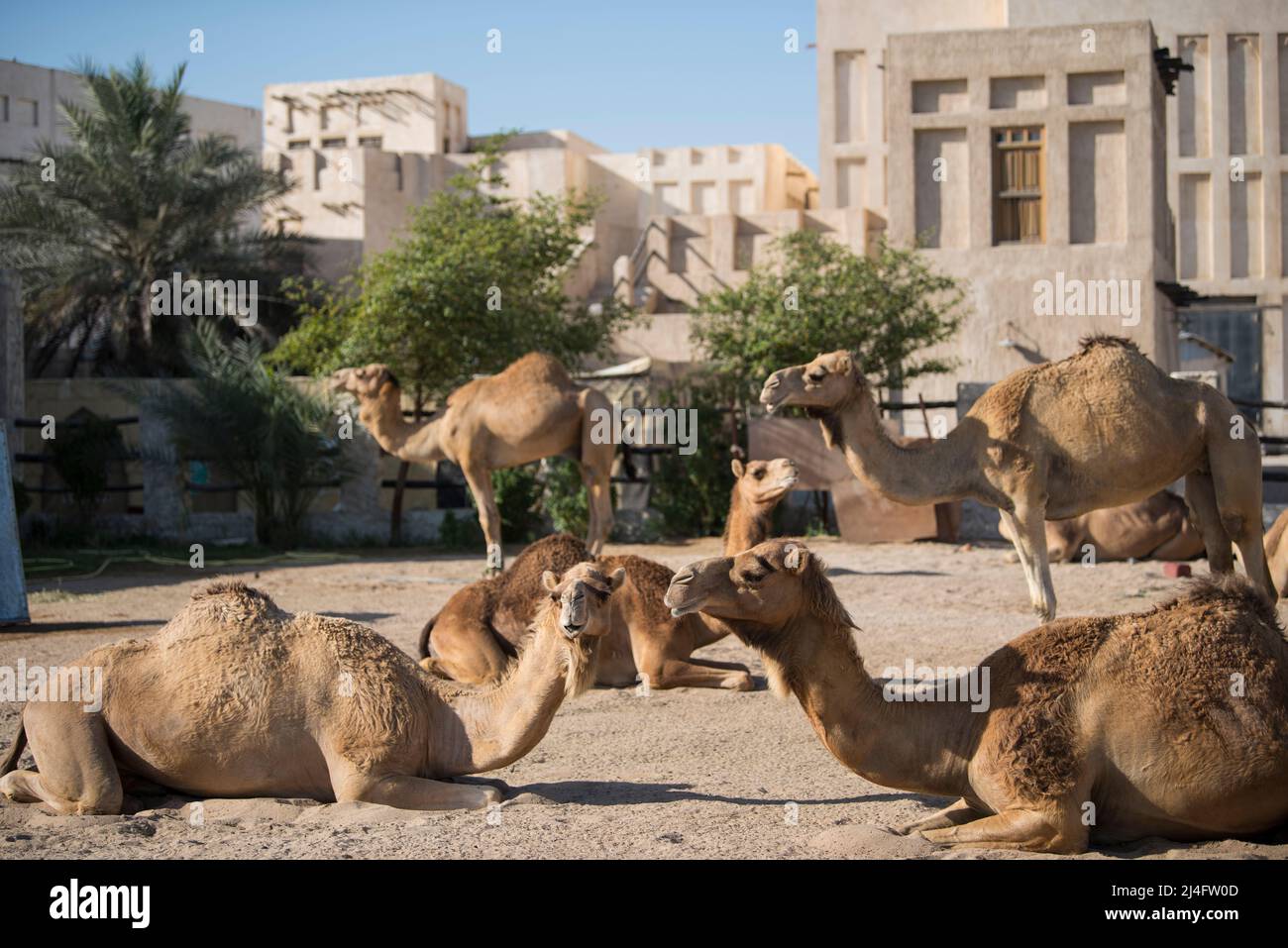 Doha ,Qatar-April 22,2022: Camel at Al Wakrah Market in Doha, the ...