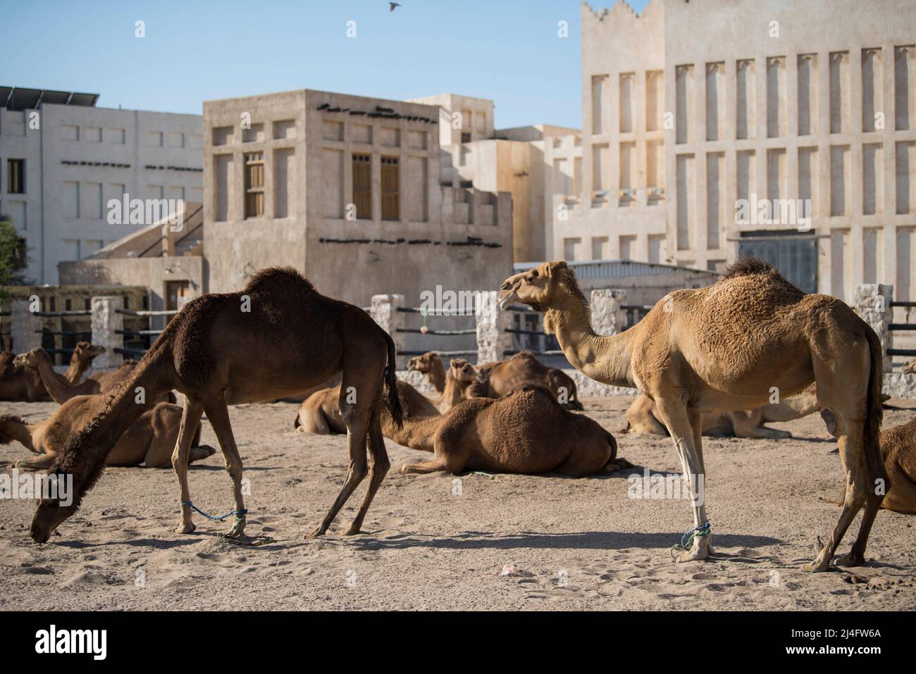 Doha ,Qatar-April 22,2022: Camel at Al Wakrah Market in Doha, the ...