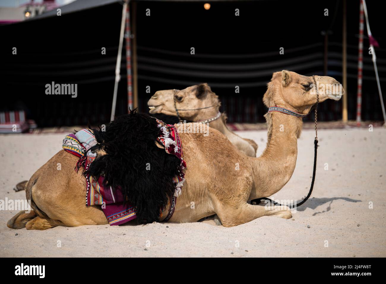 Doha ,Qatar-April 22,2022: Camel at Al Wakrah Market in Doha, the ...