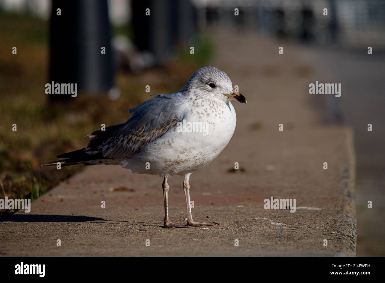 Sunlight on gull wing hi-res stock photography and images - Alamy