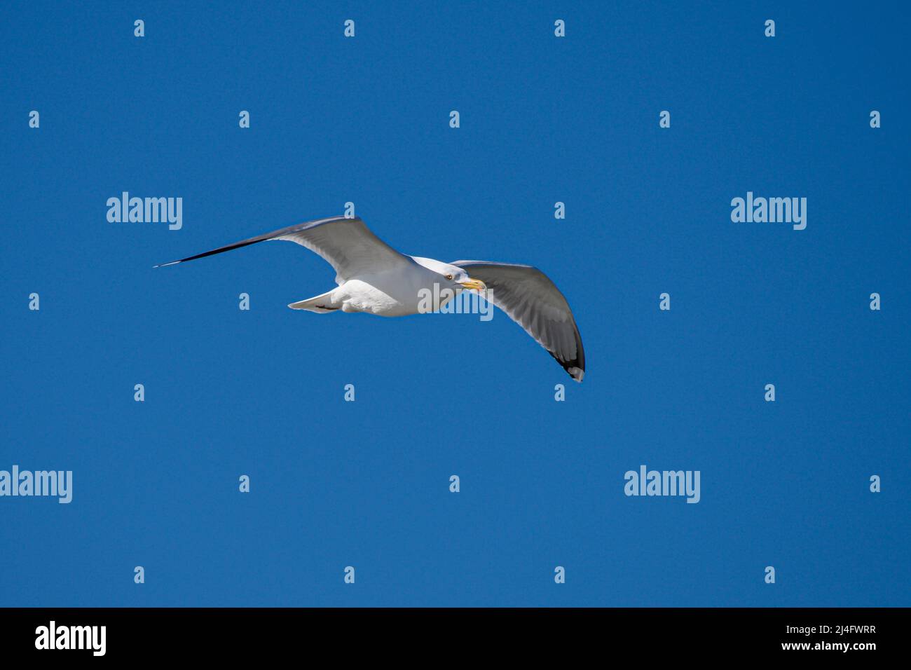 Beautiful close up sea gull hi-res stock photography and images - Alamy