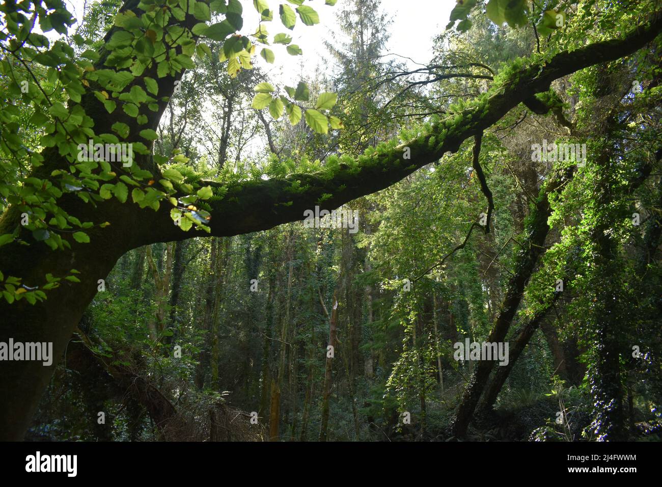 Jungle forest hi-res stock photography and images - Alamy