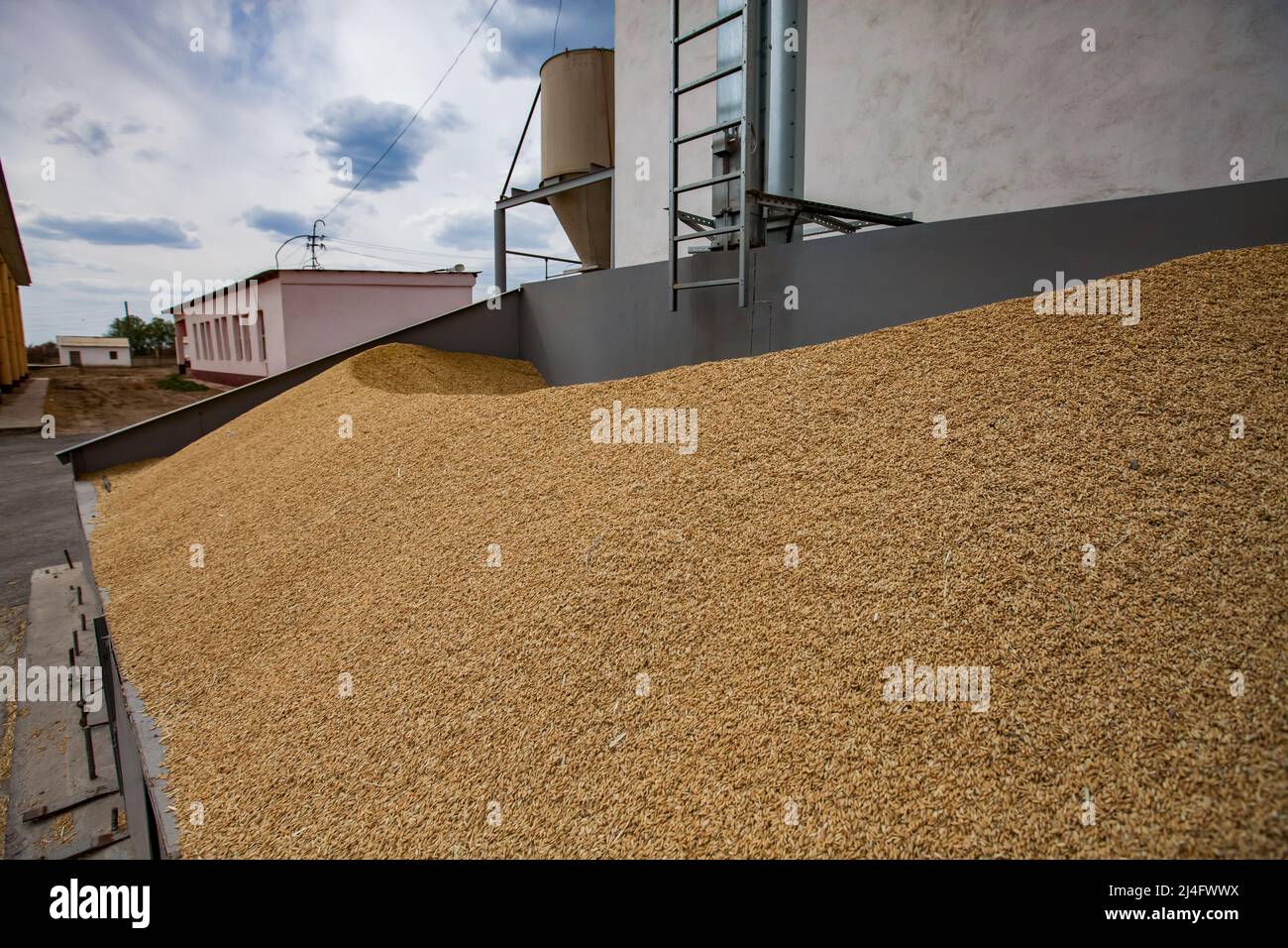 Rice stock on food plant Stock Photo - Alamy