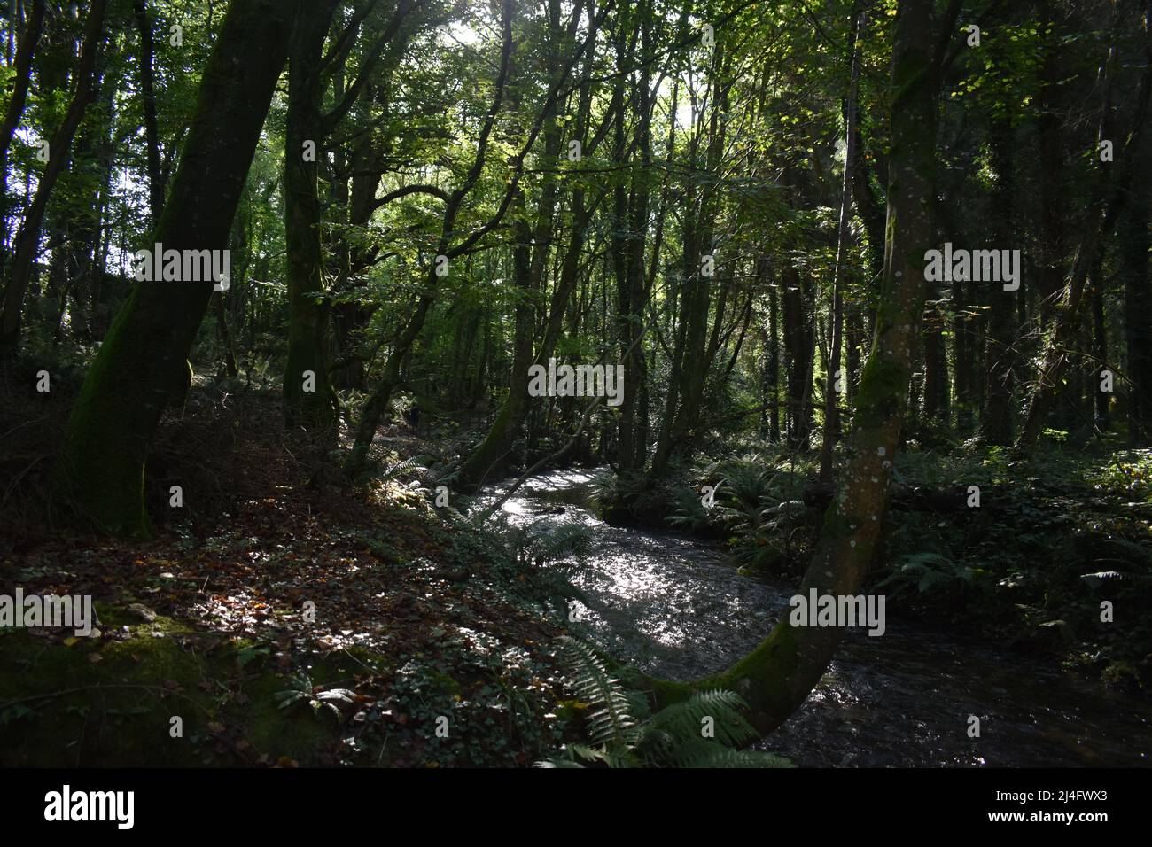 Irish forest hi-res stock photography and images - Alamy