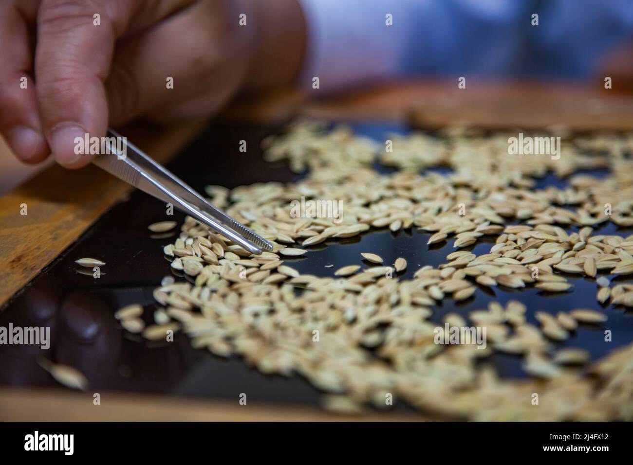 Taking sample of rice grain. Person's hand with tweezers left. Low ...