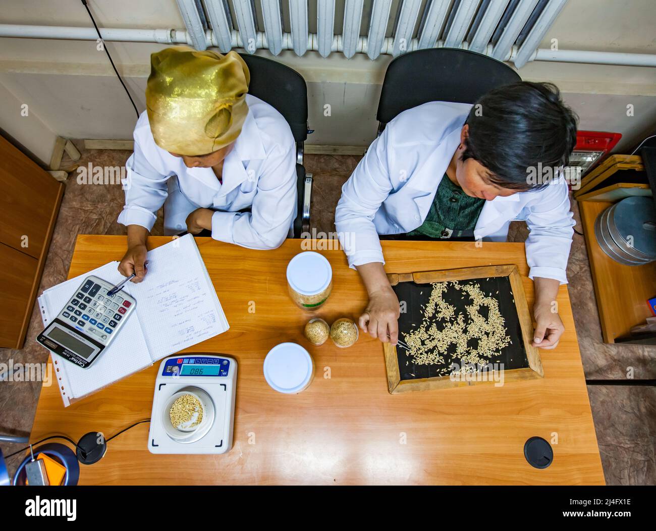 Counting grains of rice hi-res stock photography and images - Alamy