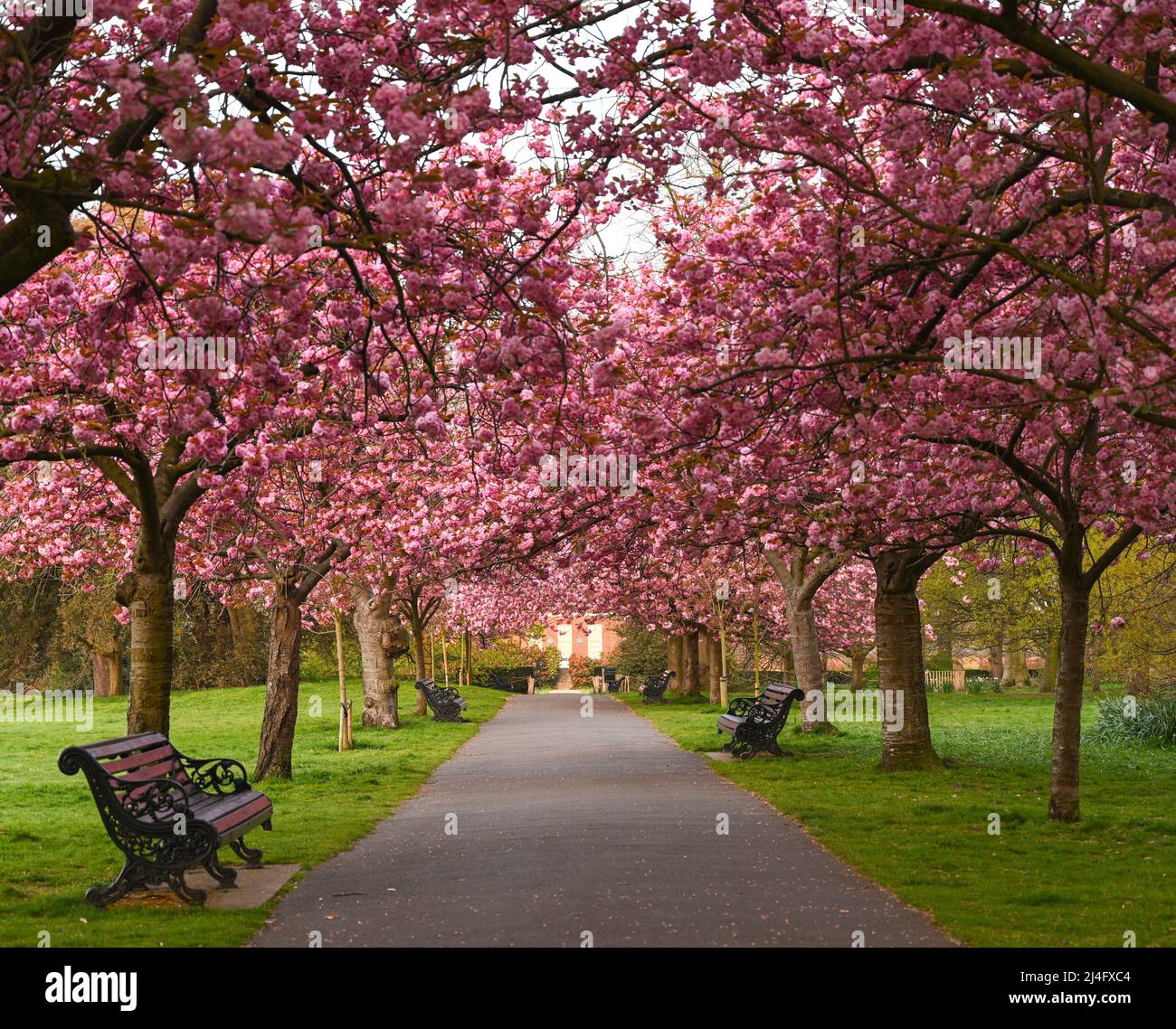 Cherry Blossoms Arch Stock Photo - Alamy