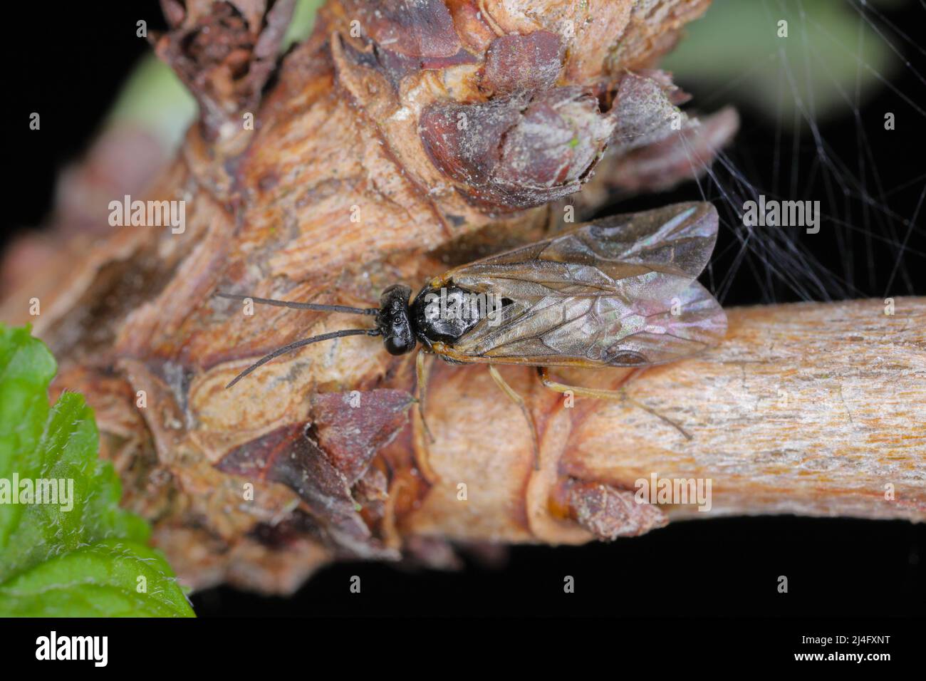 Aquilegia sawfly called also columbine sawfly Pristiphora rufipes ...