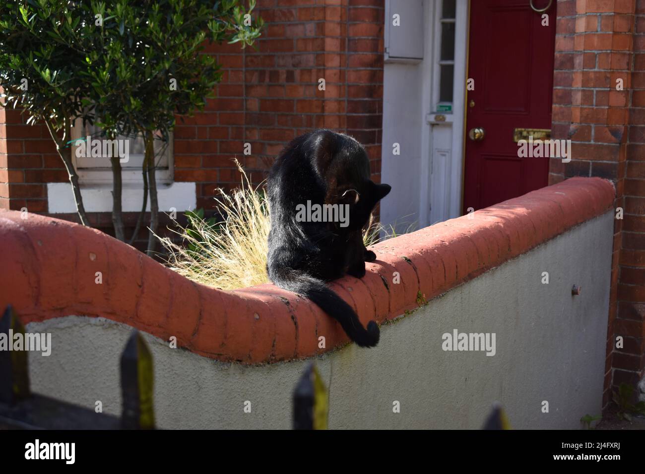 Dublin black cat hi-res stock photography and images - Alamy