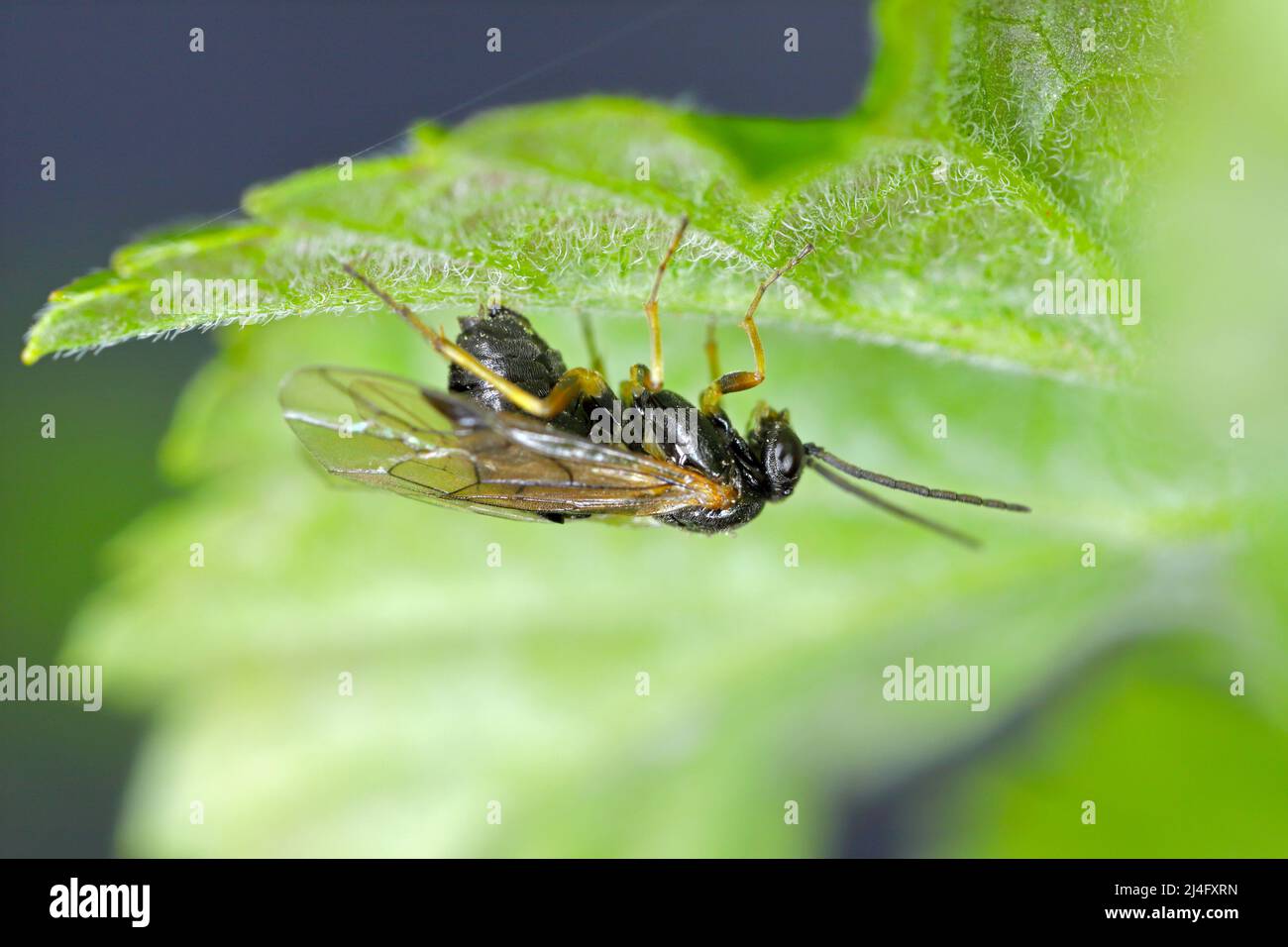 Aquilegia sawfly called also columbine sawfly Pristiphora rufipes ...