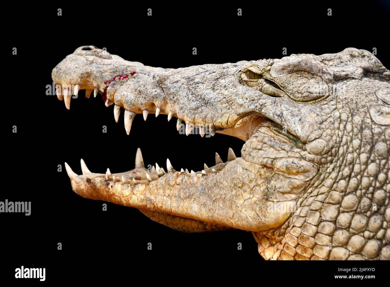 portrait of a crocodile on a black background Stock Photo - Alamy