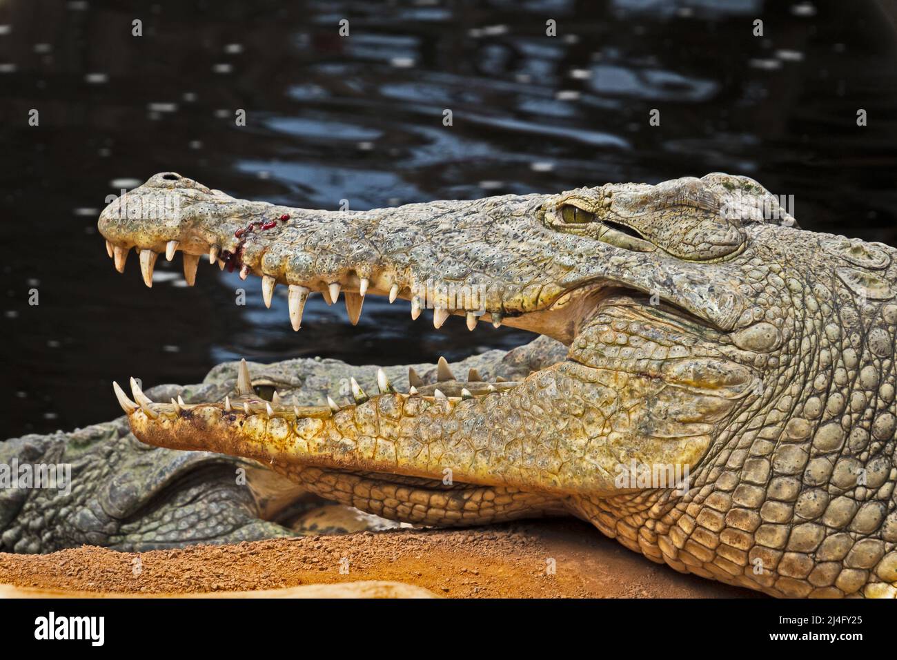 a crocodile in the zoo Stock Photo - Alamy