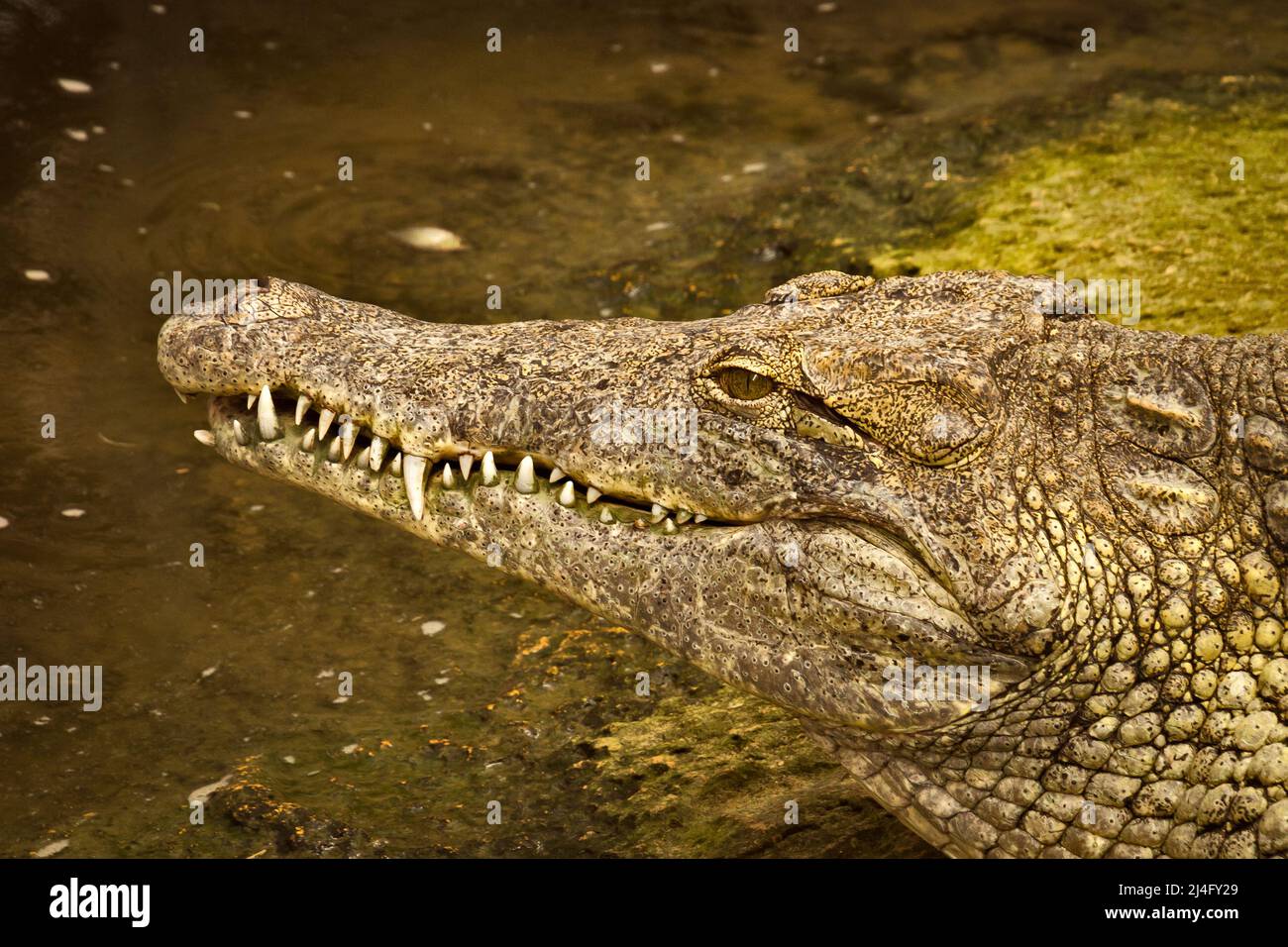 a crocodile in the zoo Stock Photo - Alamy
