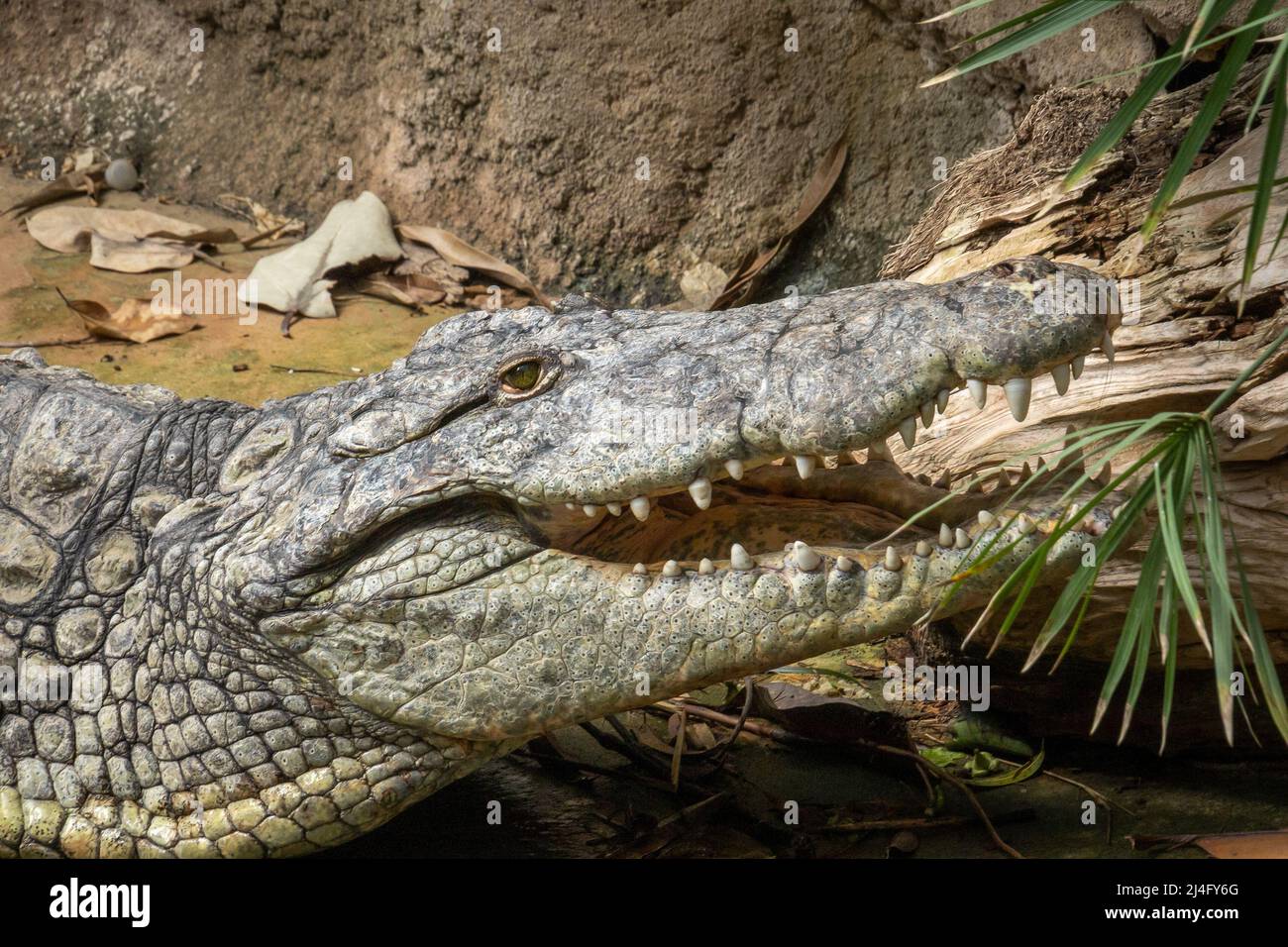 a crocodile in the zoo Stock Photo - Alamy