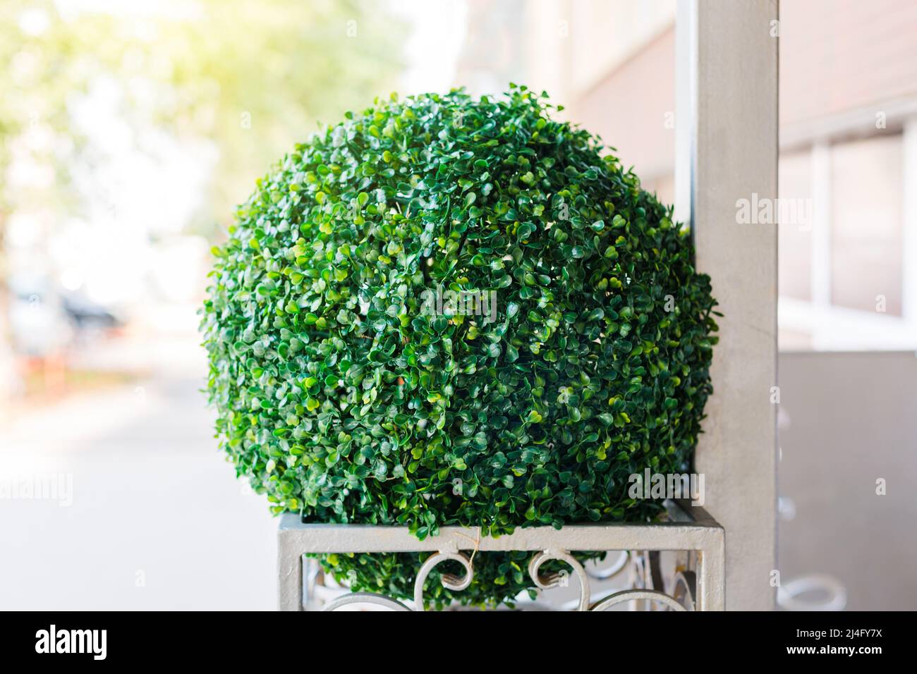 A large green bush in the form of a ball fenced with a metal fence on a ...