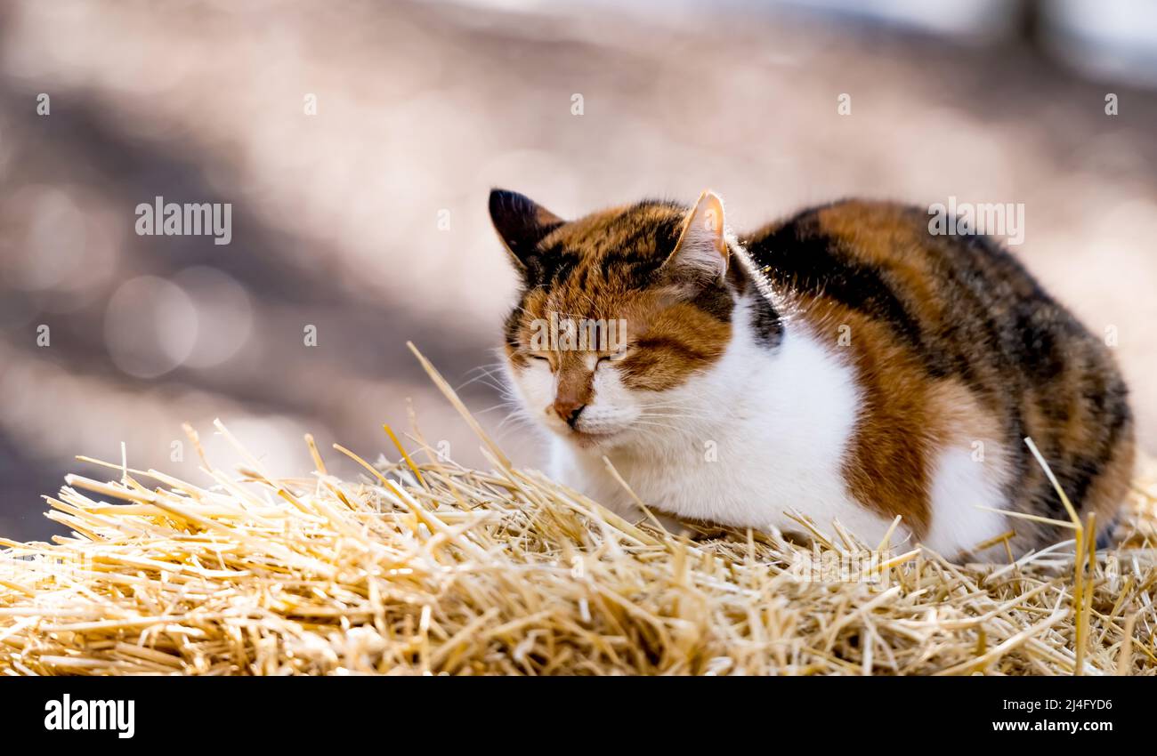 Three colors cat lying on hay Stock Photo - Alamy