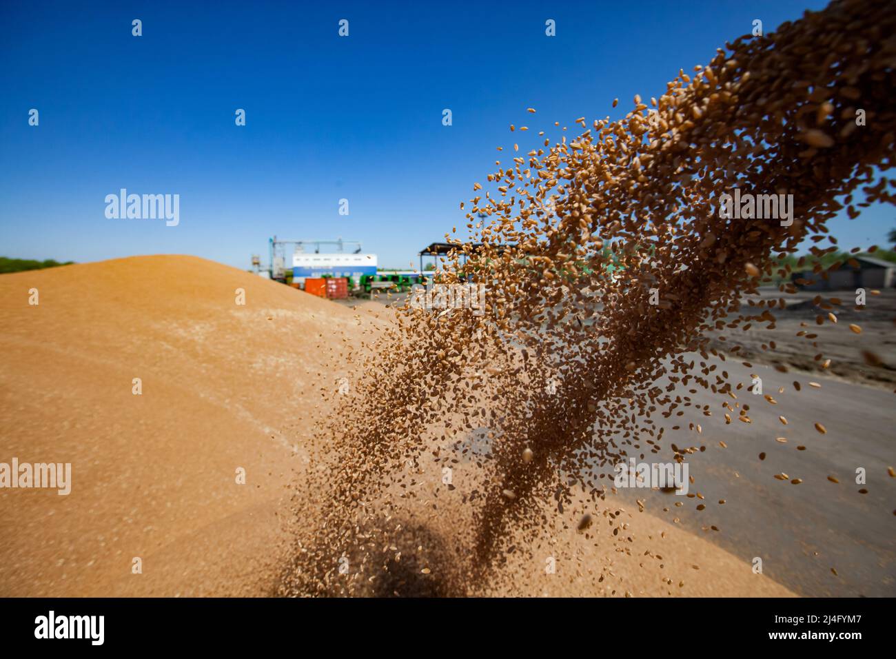 Grain winnower machine for wheat grain. Spring sowing campaign Stock ...