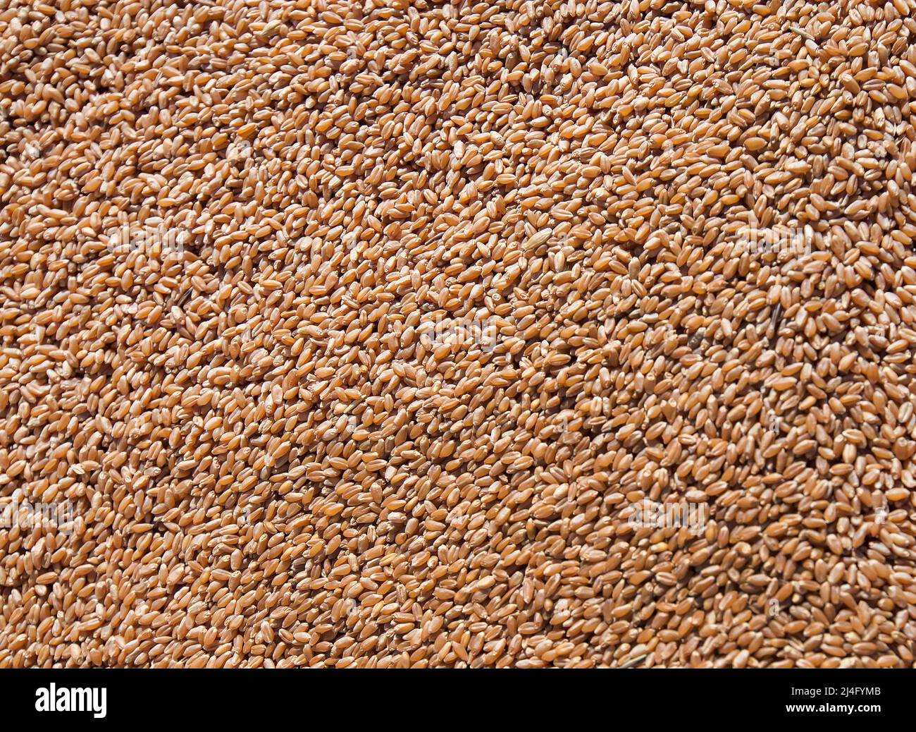 Kazakhstan wheat grain hi-res stock photography and images - Alamy