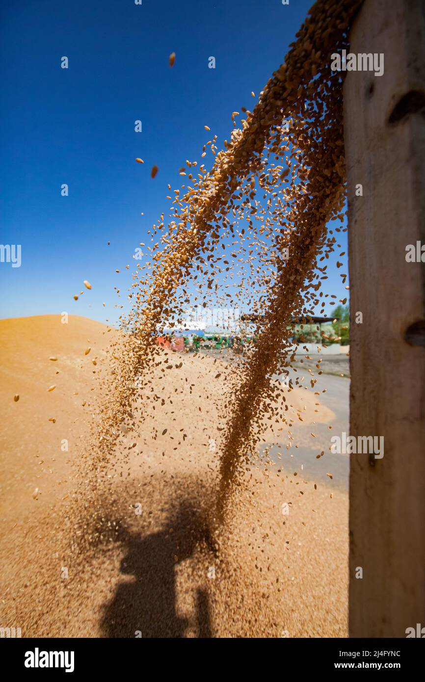 Wheat grain drying machine at work. Spring sowing campaign Stock Photo ...
