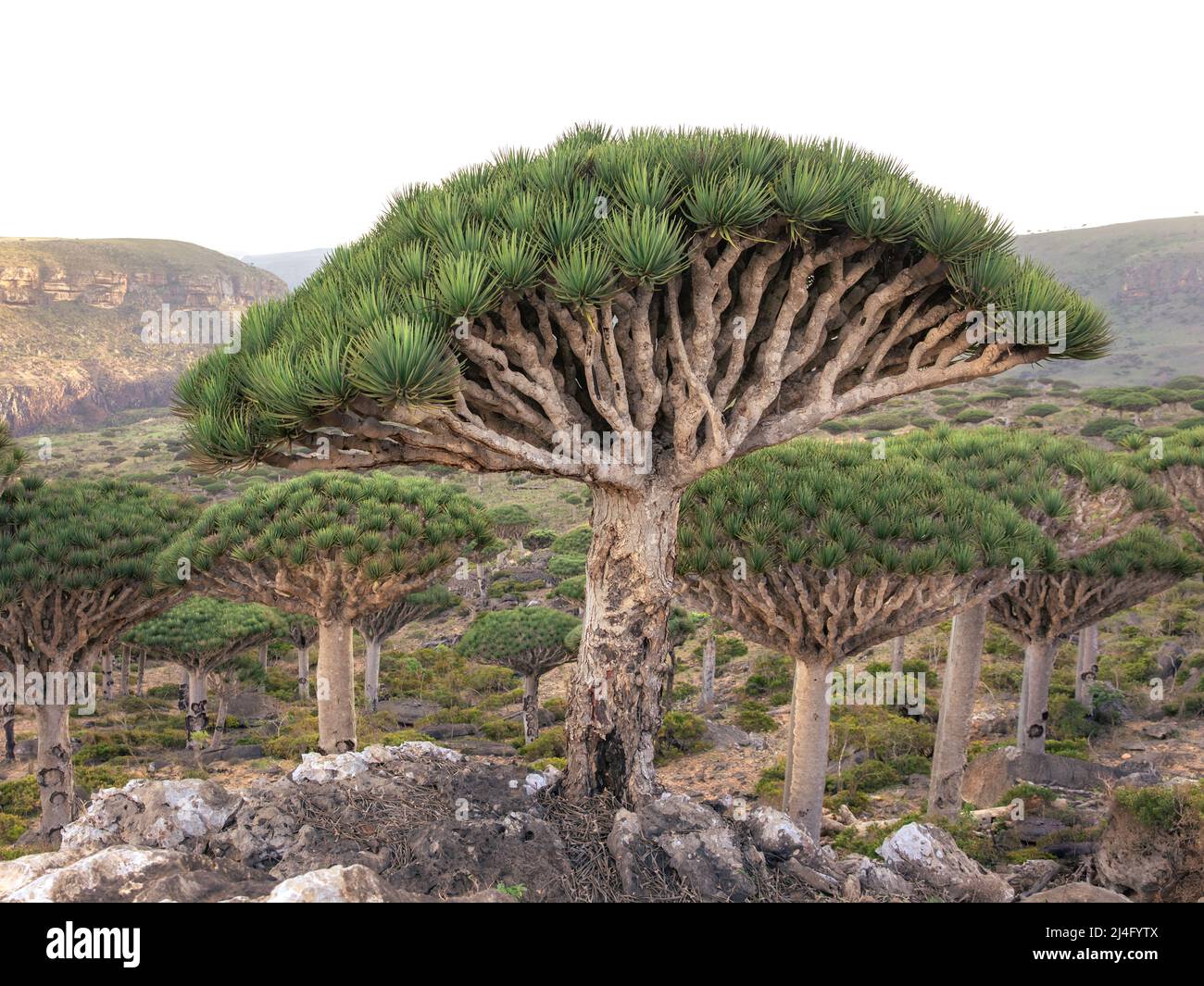Endemic dragon blood tree forest in Arabian desert. Socotra, Yemen ...
