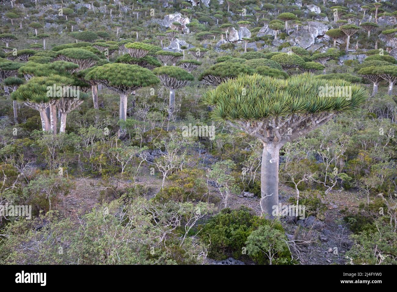 Large forest of dragon blood tree endemic to Socotra on a rocky ...