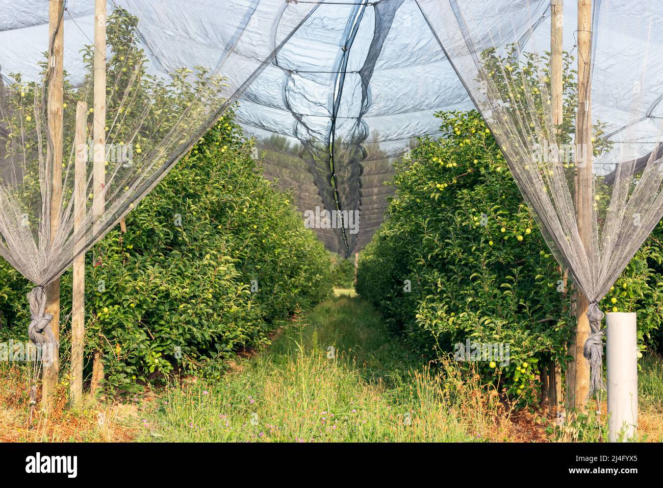 Apple plantation still young apples, abundant green foliage, grass ...