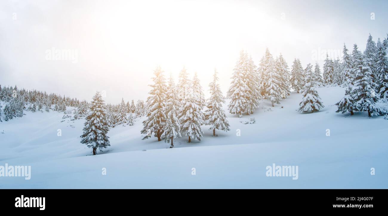 Pine trees with snow on mountain Stock Photo - Alamy
