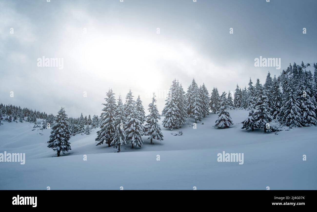 Pine trees with snow on mountain Stock Photo - Alamy