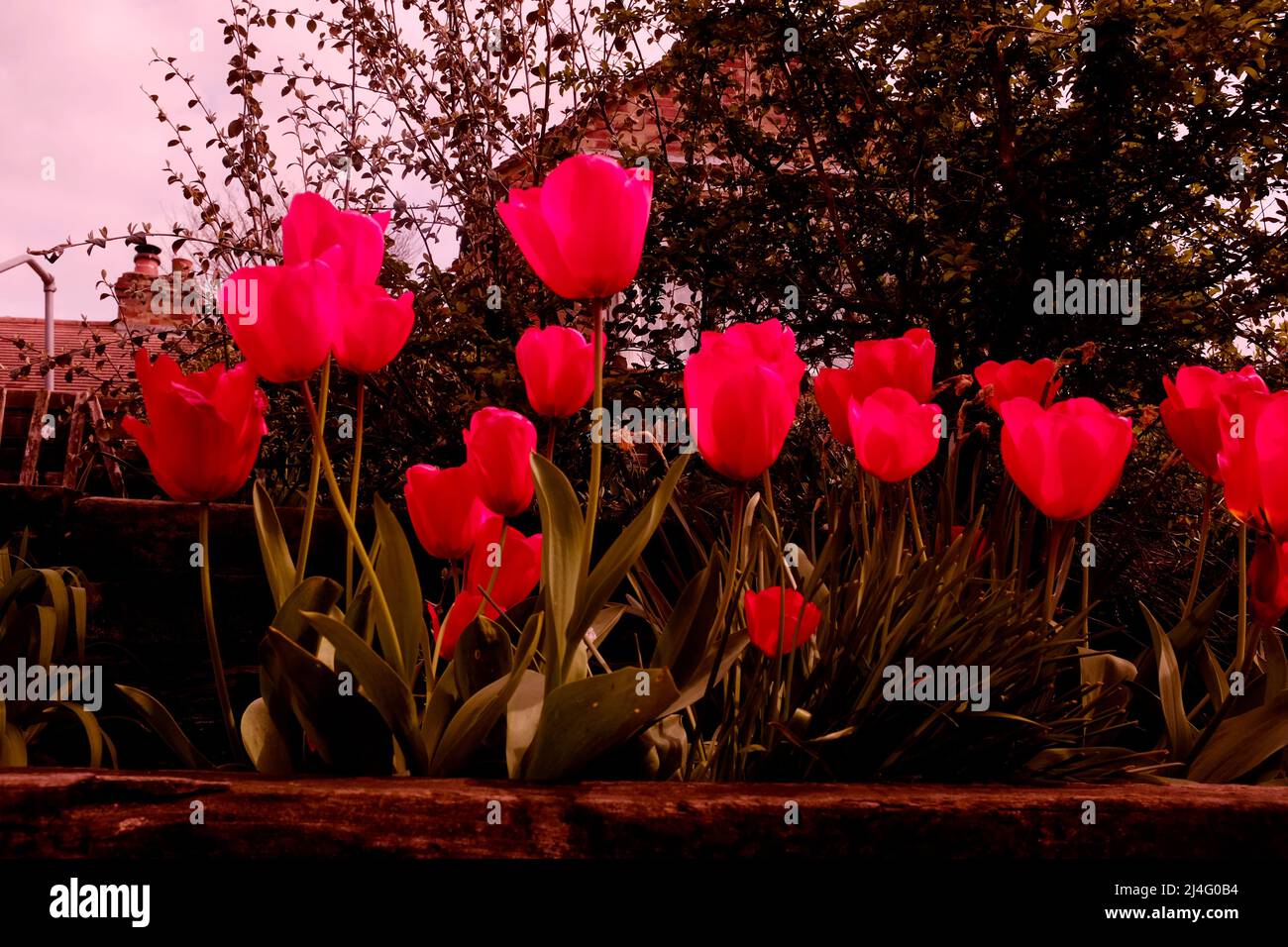 red tulip flowers in spring sturry,canterbury,kent,uk april 2022 Stock ...