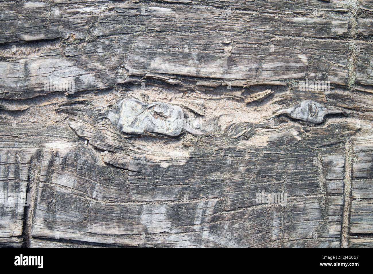 Natural background of tree trunk inside surface Stock Photo - Alamy