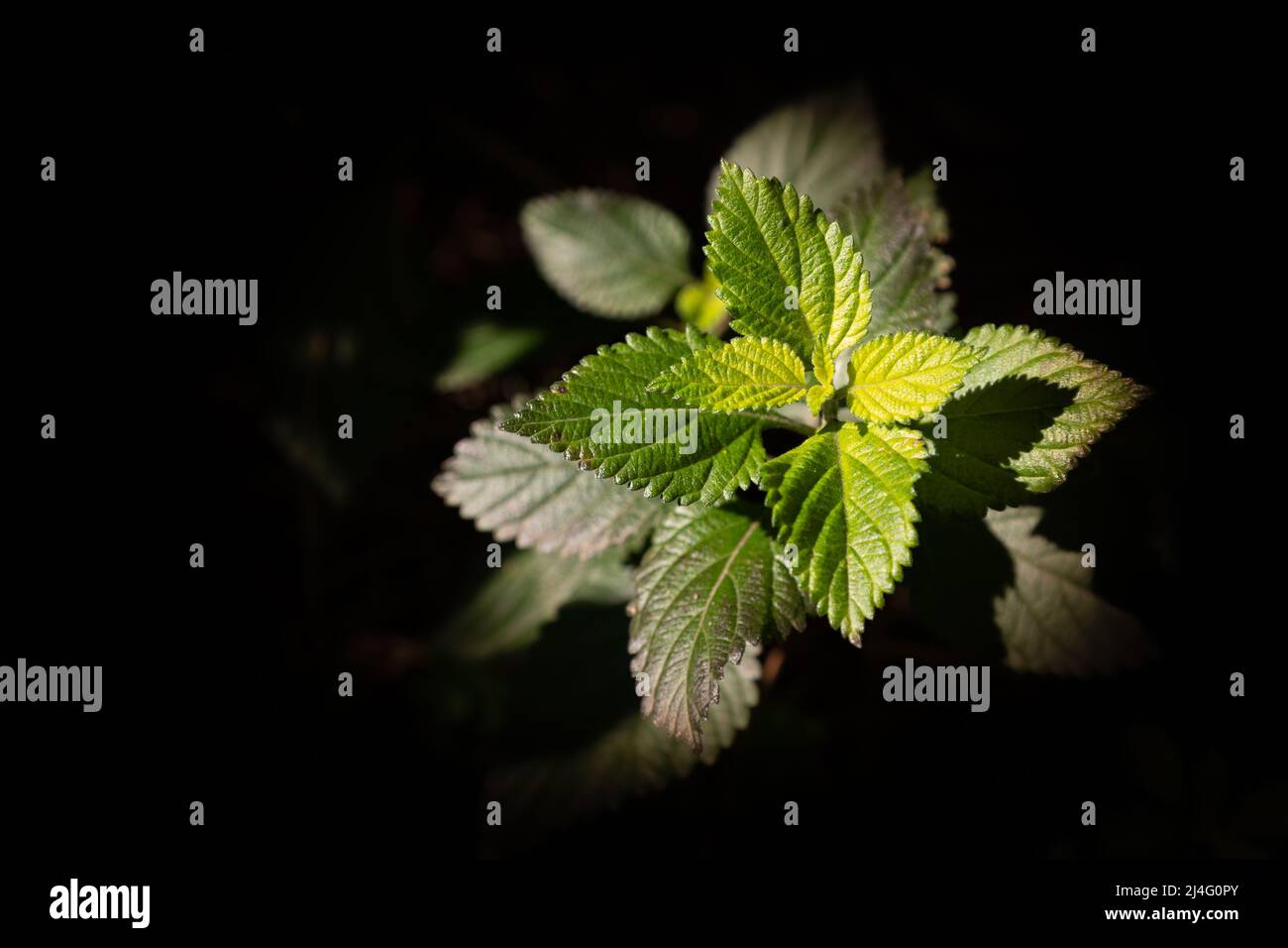 Wild blackberry leaves on isolated black background. Wild blackberry ...