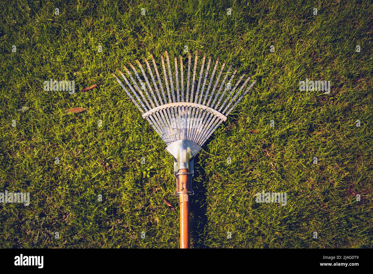 Shiny steel rake with wooden handle on fresh grass. Vintage background ...
