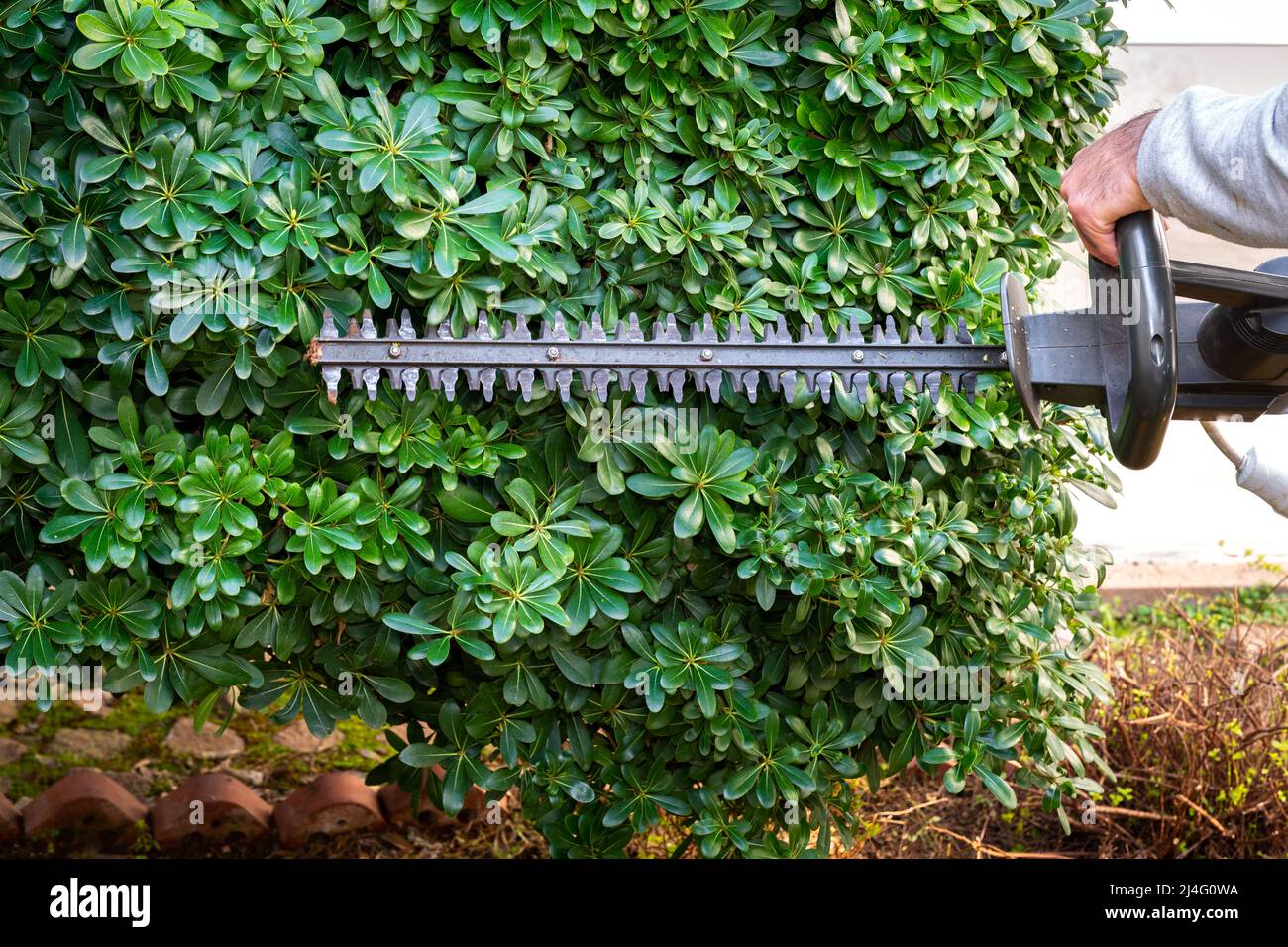Gardener pruning hedge bush with electric mower in the garden. Mower ...
