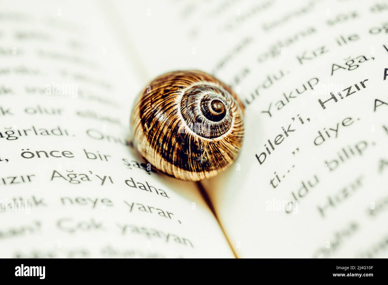 Turkish snail hi-res stock photography and images - Alamy
