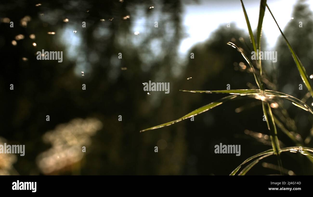 Flies flying over the green grass. Action. Small black insects fly on ...